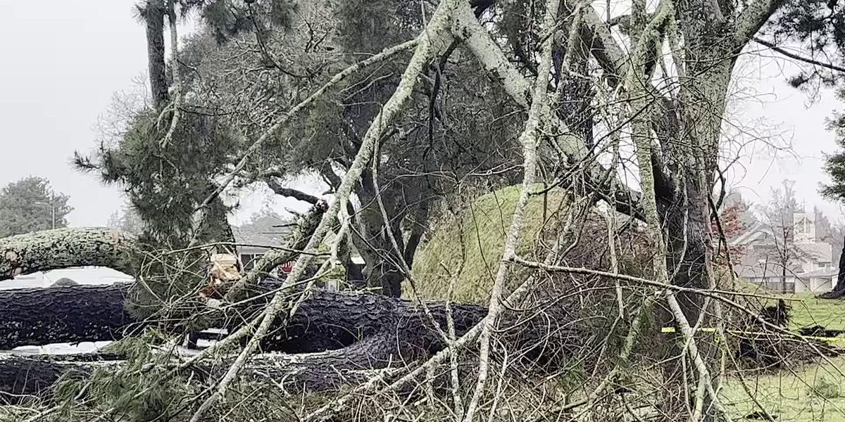 Storm Brings Down Huge Tree at Libby Park