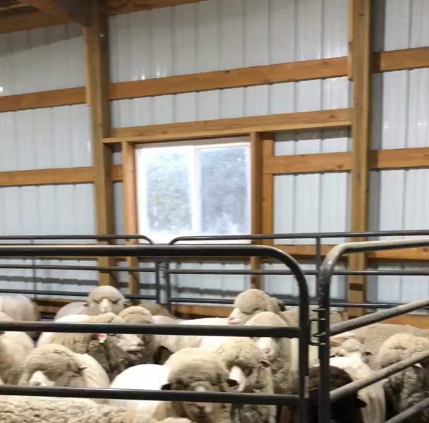 Sounds From the Shearing Barn - Fat Turkey Farm