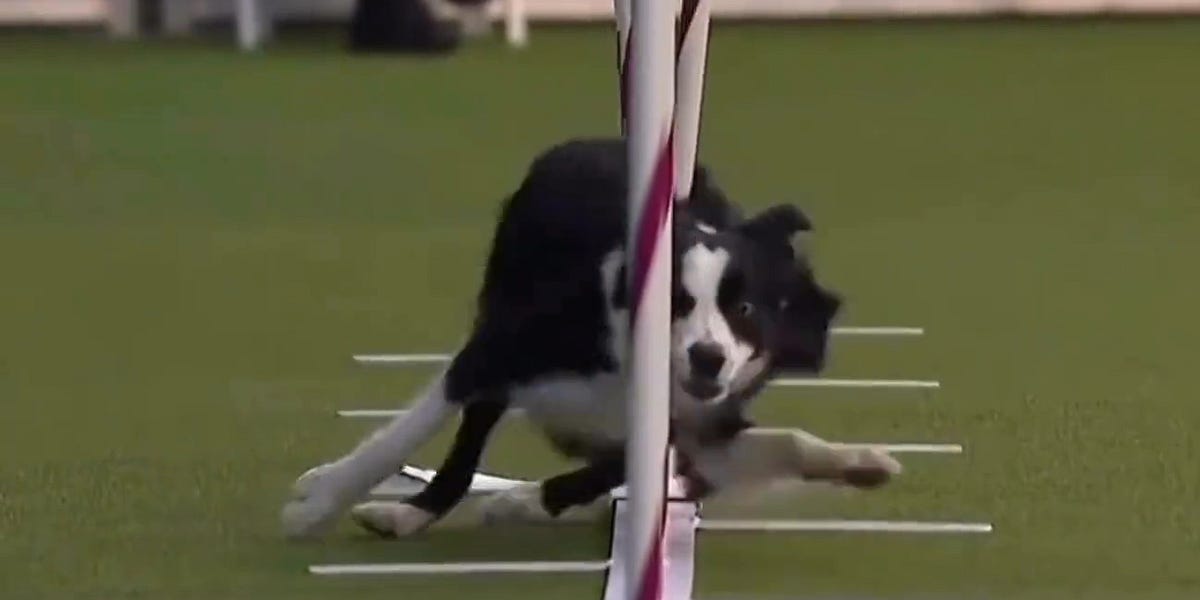 Dog Agility: In second place, the Husky - by VBL - GoldFix