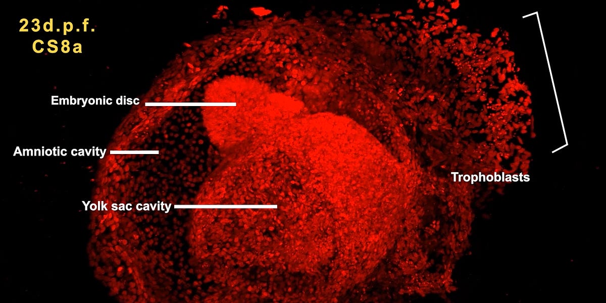 Monkey Embryos Grow to 25 Days — No Womb Required
