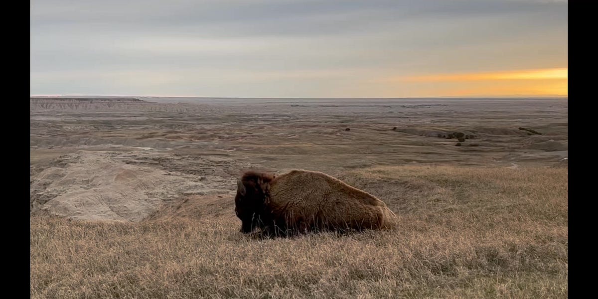 Video: How We Bison Sit - Tom Ryan, Author