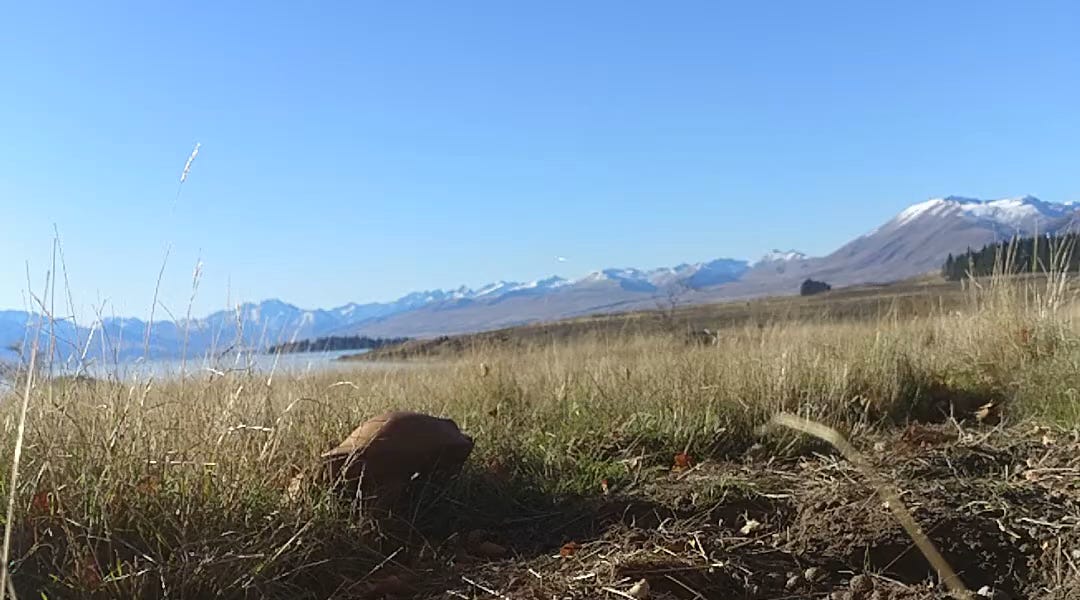 Foraging. - by Iam Beauchamp - Fictions.