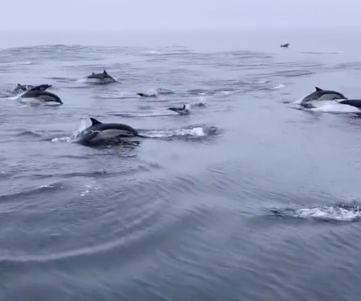 Zen Moment: Dolphins - by VBL - GoldFix