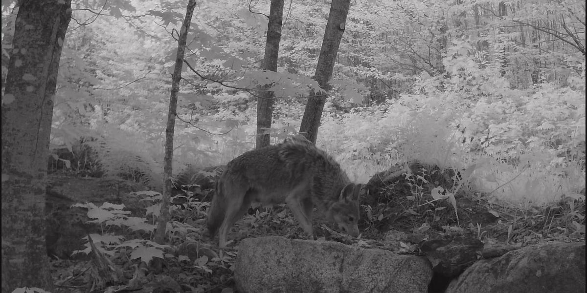 IS THIS ANIMAL EVIDENCE OF A BREEDING WOLF POPULATION IN MAINE?