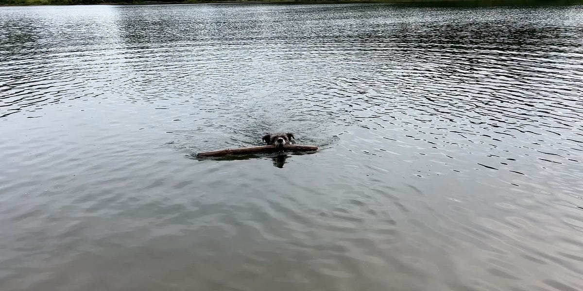 A Quick Samwise & Emily Health Update - Tom Ryan, Author