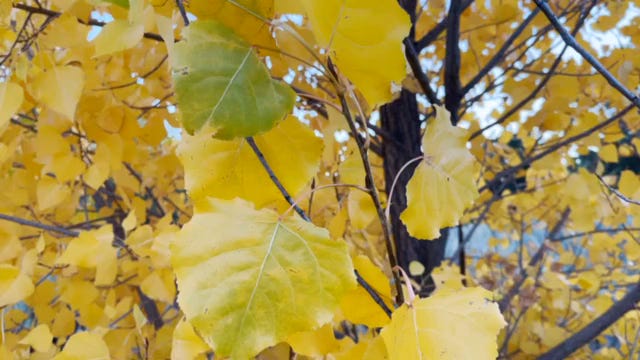 Why do leaves turn color in fall?