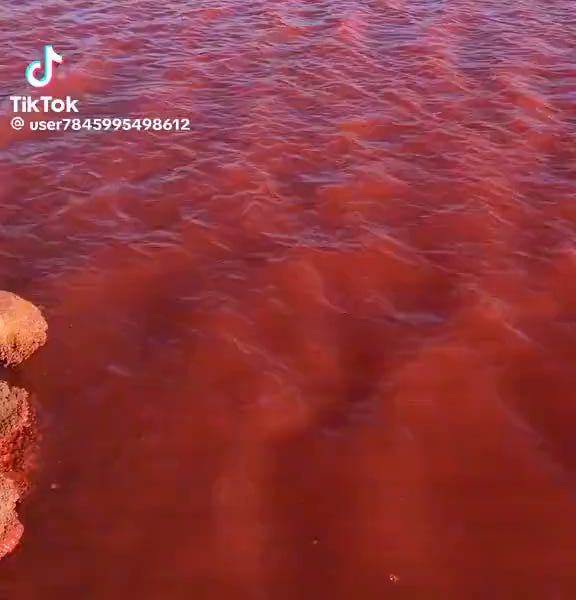 VIDEÓ: "És a vizek vérré válnak" ... vérvörösen hömpölyög a Nílus , de ...