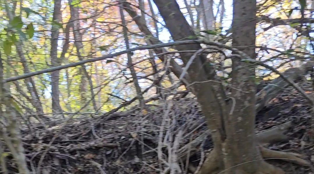 What can you find in a cave under a giant Live Oak Tree? Stone age ...