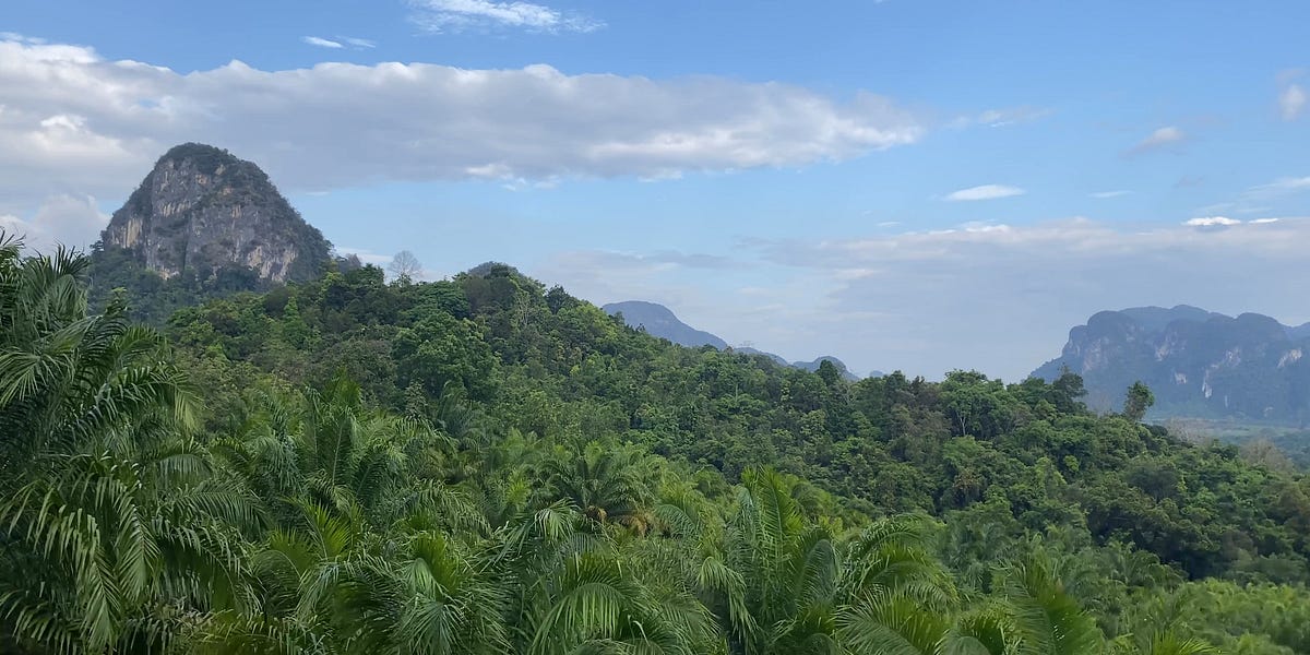 Mushroom Hunting at Khao Phanom Bencha National Park | Krabi, Thailand