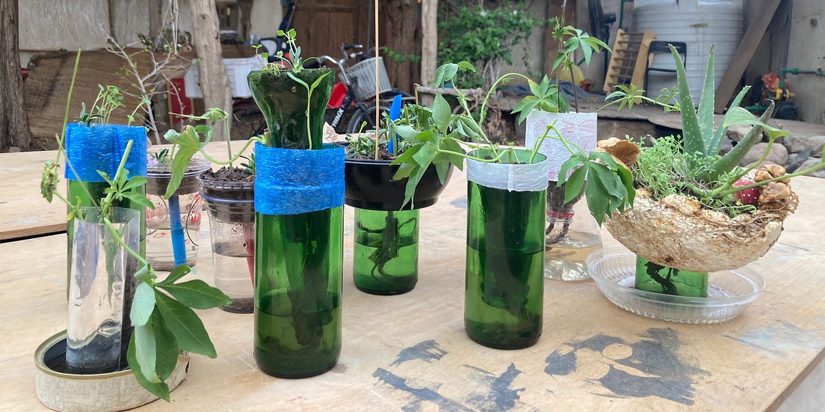 From Groceries to Growing Seeds - by Jay Cousins