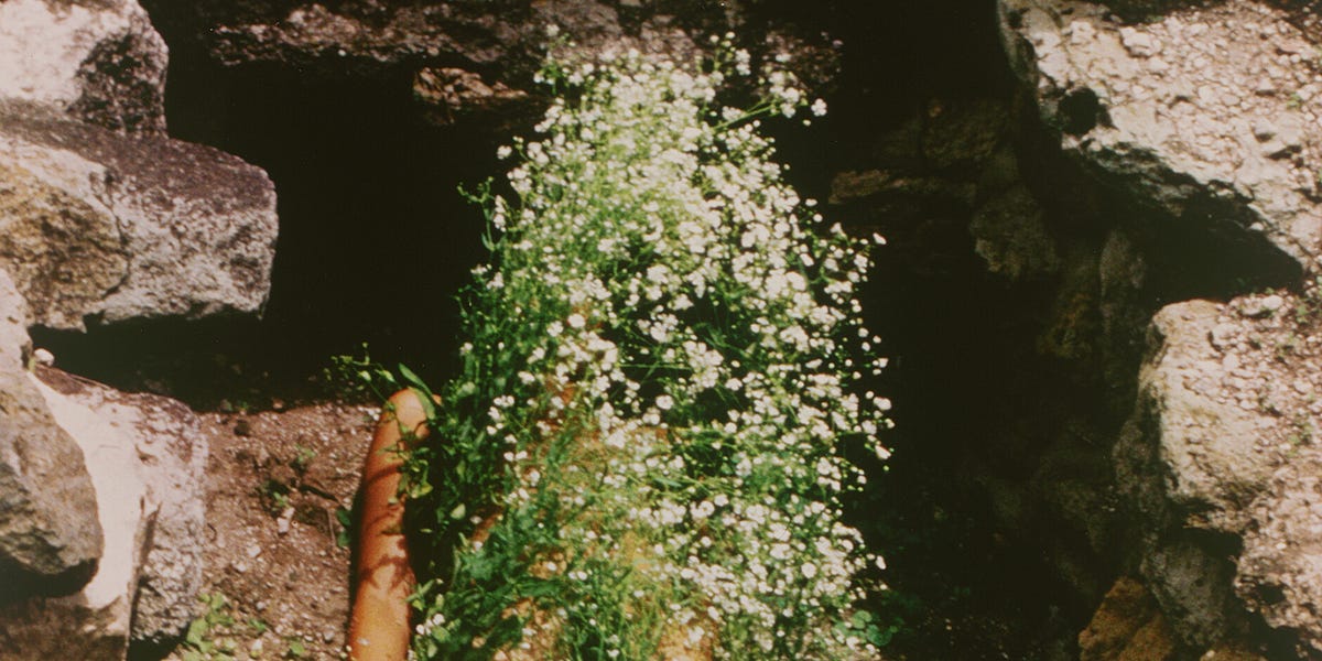 Every Corpse Carries A Seed