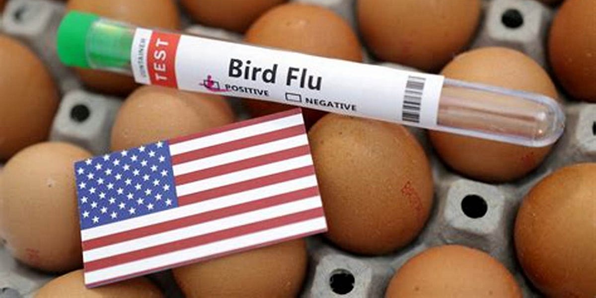 The Livestock Culling Phase of Bird Flu