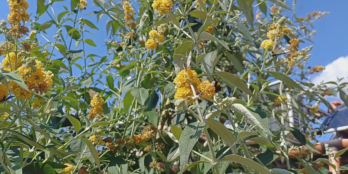 Butterflies in my Garden. Enjoy! :-) - by Rayne Hall
