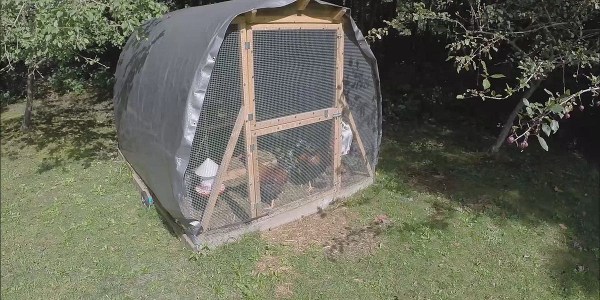 Chicken Slaughter and Butchering Process: Walk-Through