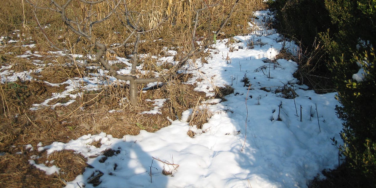 Sharp China: TikTok and Musk and Xiaohongshu; Xi’s Speech To Top ...