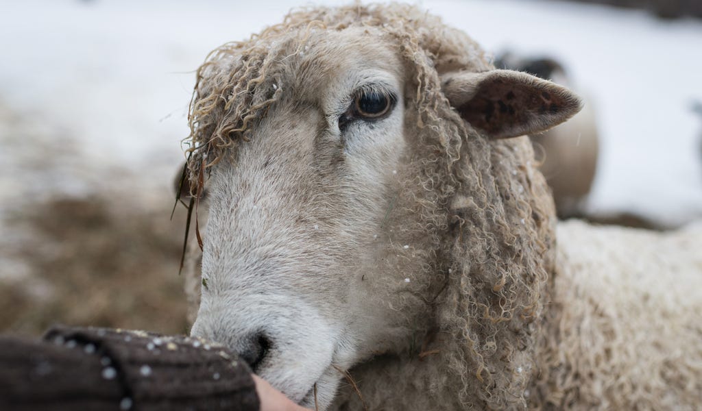 Freezing Farm Update - by Jenna Woginrich