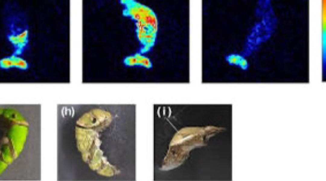 Biophotons: Mechanisms of Cellular and Organismal Communication