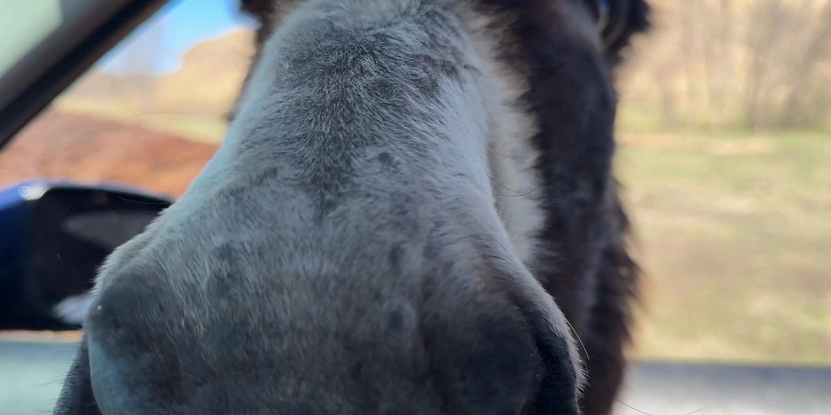 For the Love of Donkeys - Tom Ryan, Author