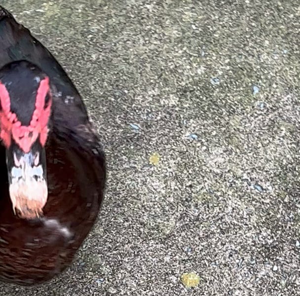 This and that! - by Jill Weatherholt - Jill’s Newsletter