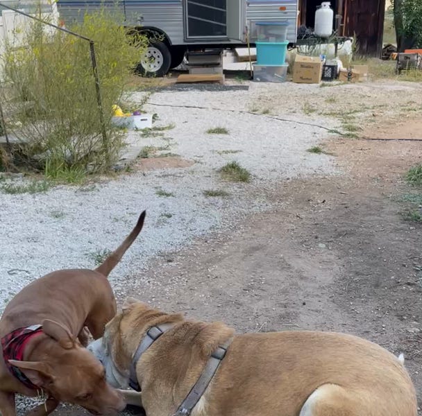 My boy is here... - by LaVonne Ellis - Walk with Me