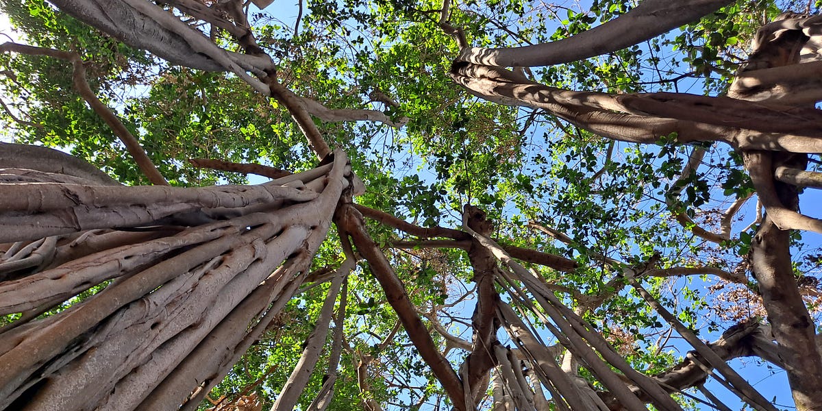 A Banyan Tree (I wish I was) - by Roqué Marcelo