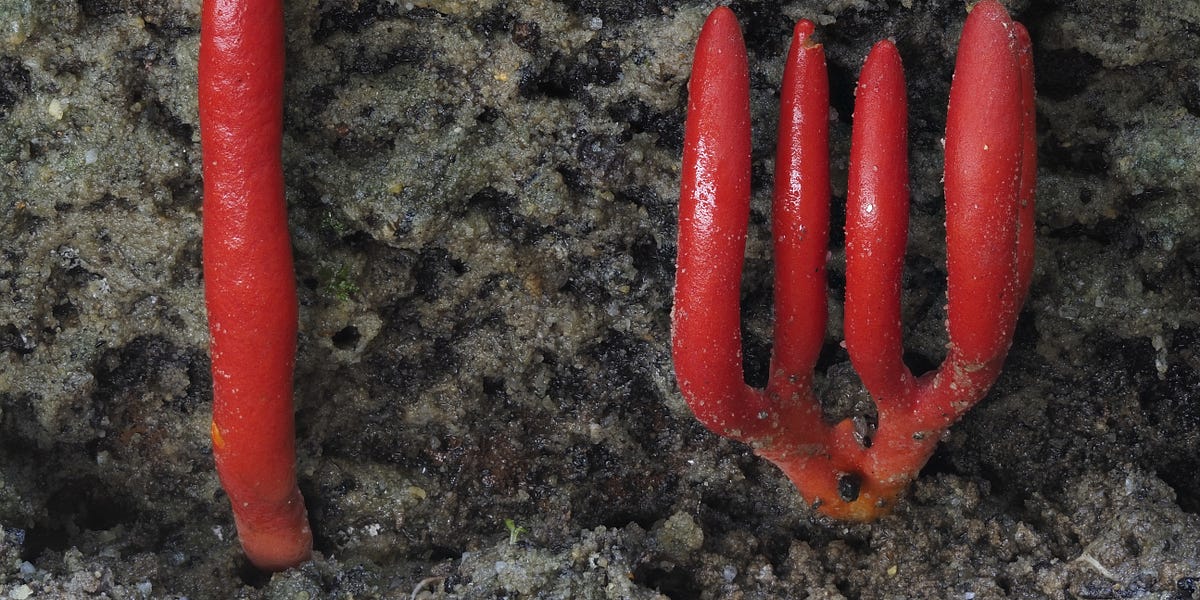 Fungal Inferno: An Encounter With Poison Fire Coral