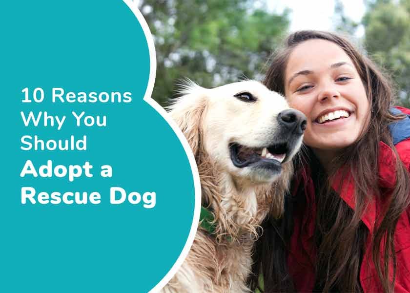 10-reasons-why-you-should-adopt-a-rescue-dog