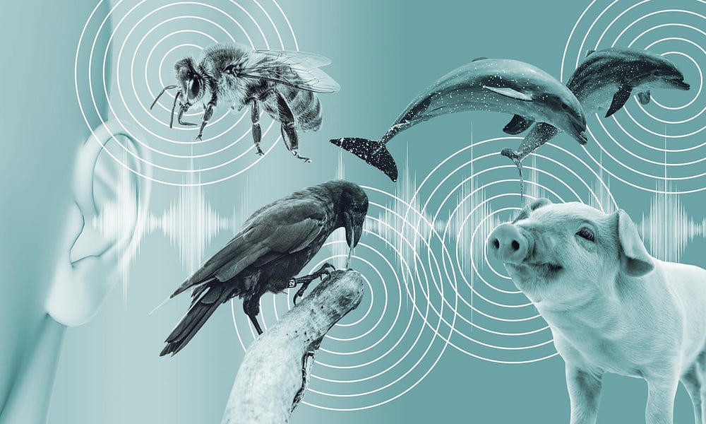 Can We Use AI to Communicate With Animals?