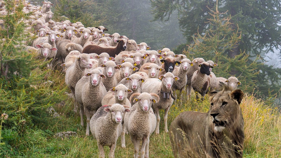 #9 - Greek Proverb: An Army of Sheep Led By A Lion Will ...