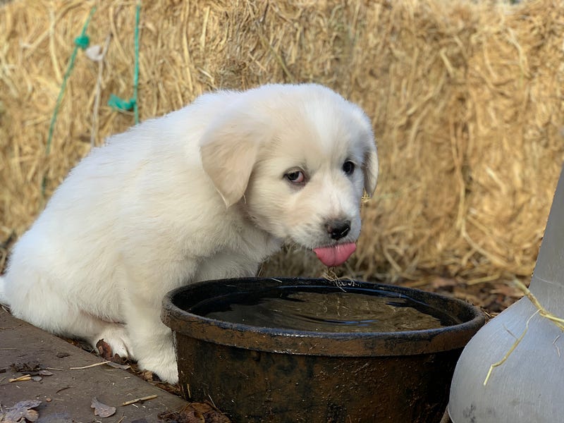 Know That's Normal - Canine Edition - by A. L. Bork, DVM