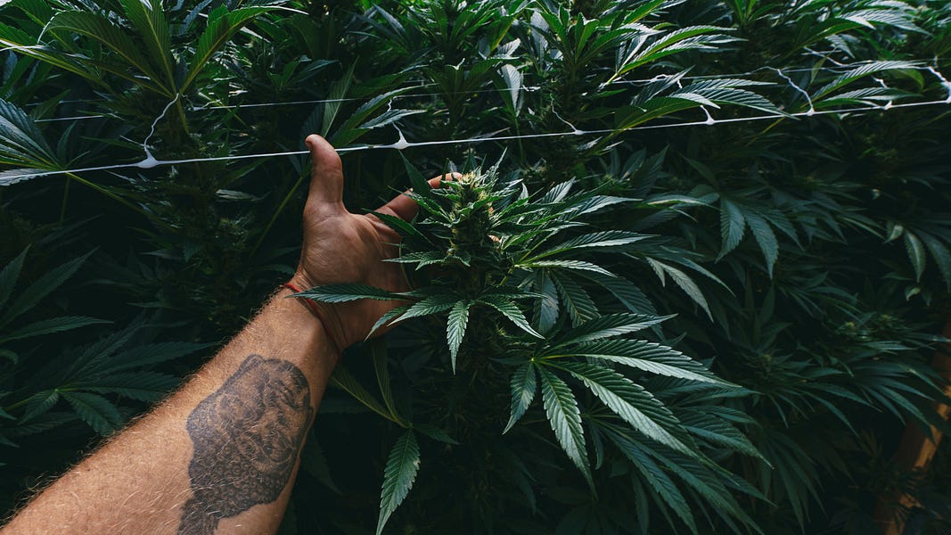 The Terroir of Weed? - by Jackie Bryant - EVERYDAY DRINKING