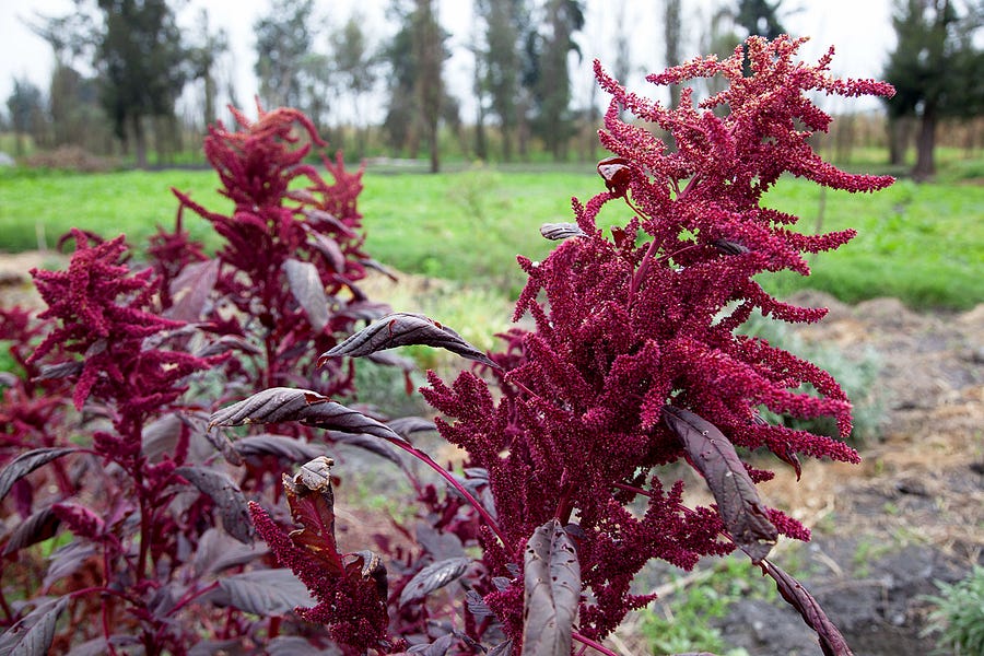 The Story of Amaranth in the Americas - by Nicholas Gill