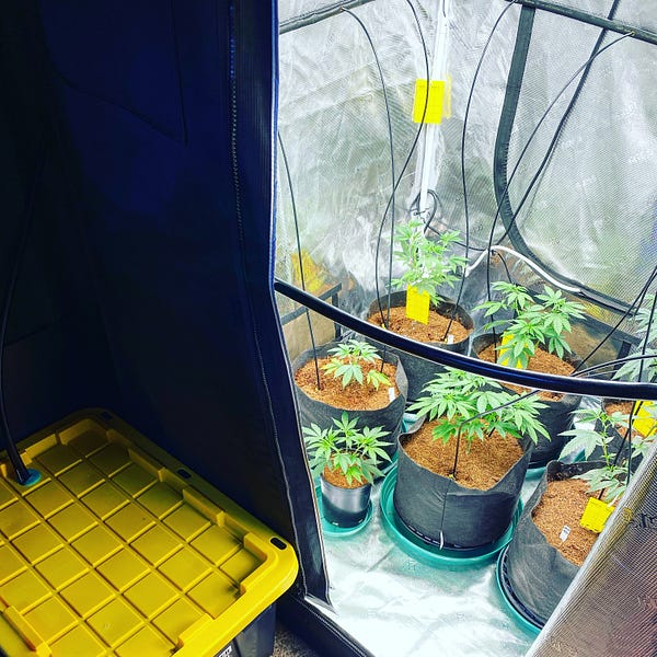 Automate Feeds in Your 4x4' Grow Tent - by Ben Owens 🌱