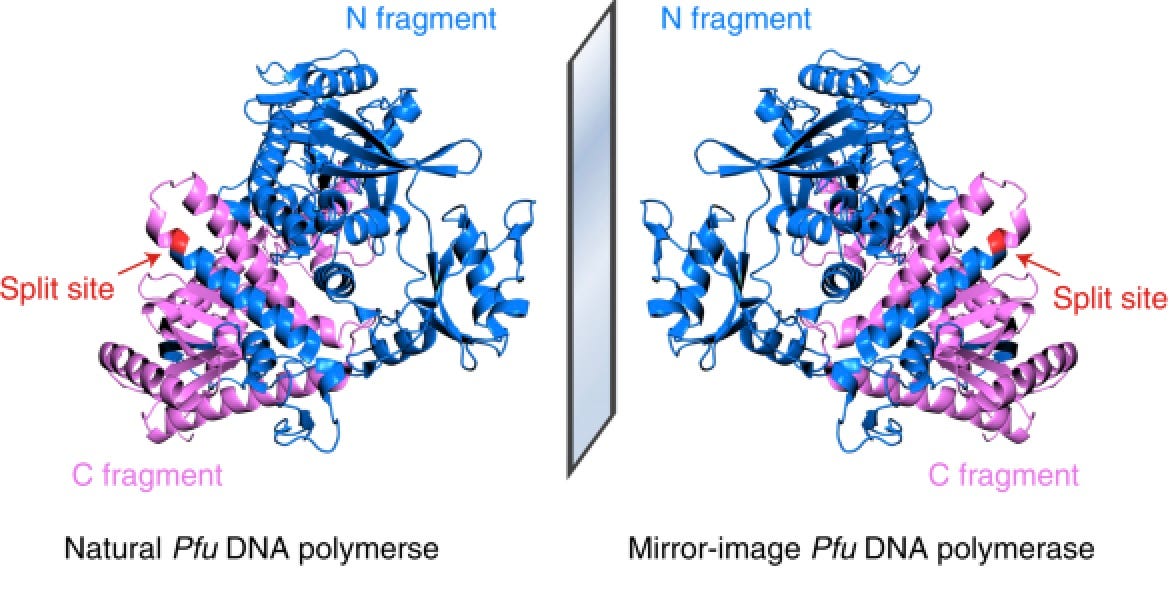 Mirror mirror biology - by Arsham G