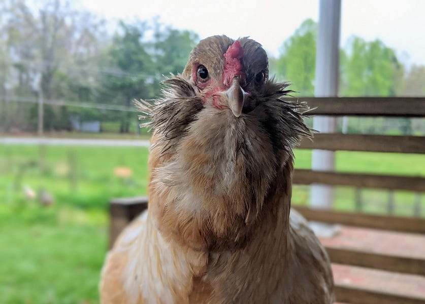 The Early Bird Gets The Self Love - by AC Shilton