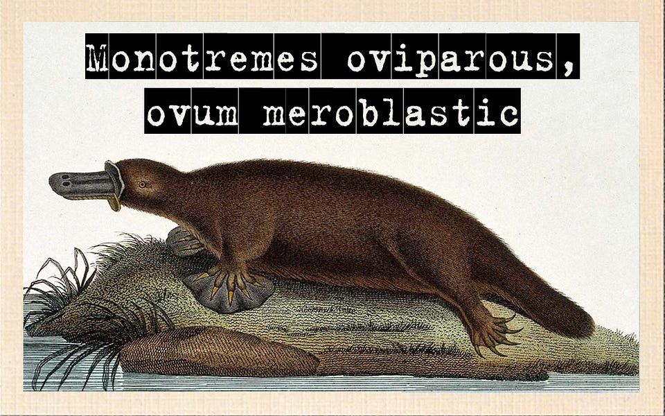 Obbedisco! Breve storia del telegramma - by Mario Mancini