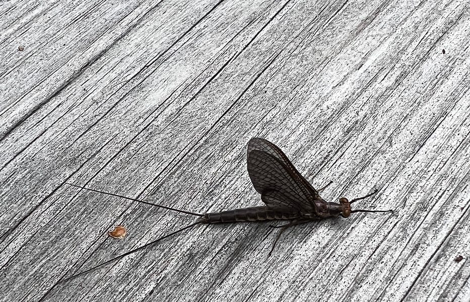 Spinner Fall - by Arnie Sabatelli - JourneyCasts