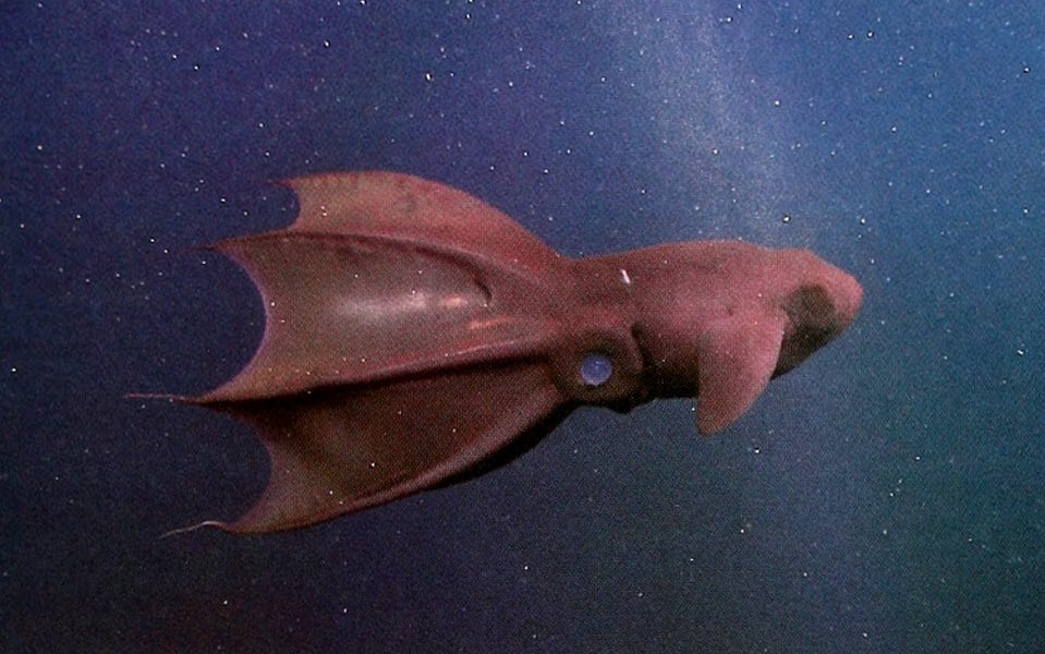 Government by Vampire Zombie Squid