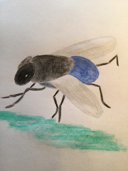 Buzzing around like a blue arsed fly - by Kristine