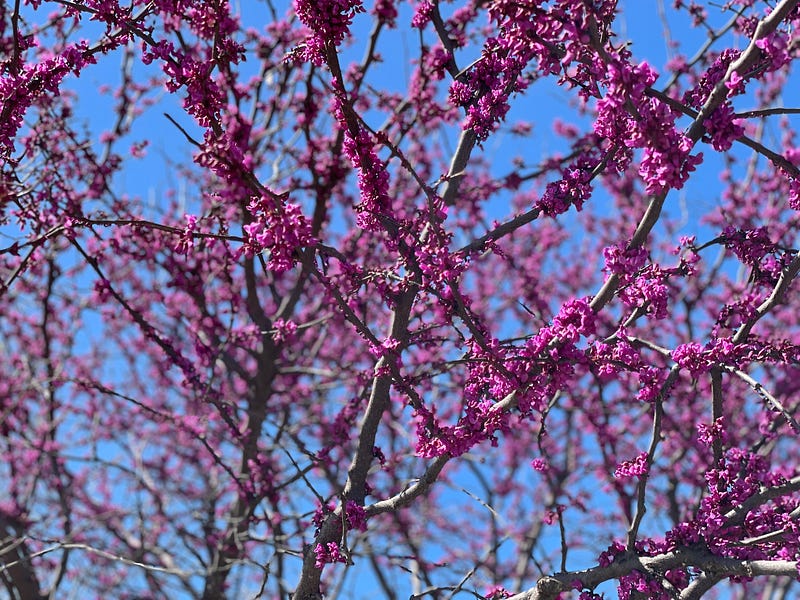 You say potāto, - Donkey Thoughts with Nick Offerman