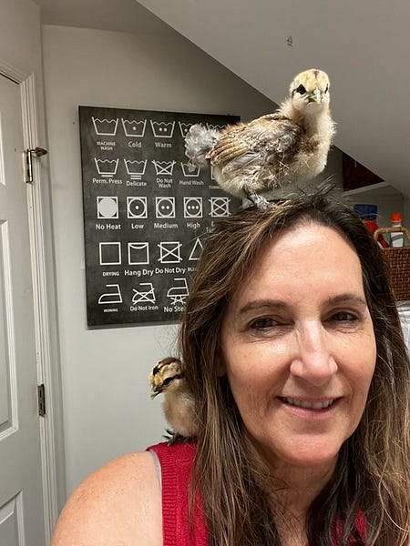 Chickens and Witnesses - Civil Discourse with Joyce Vance