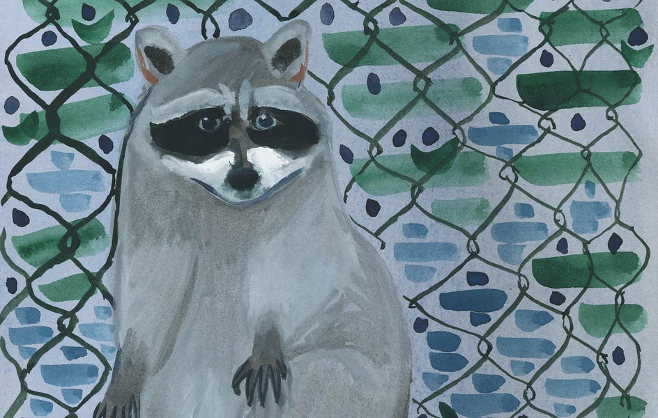 Wild Life / Raccoon - by Amy Jean Porter - Wild Life