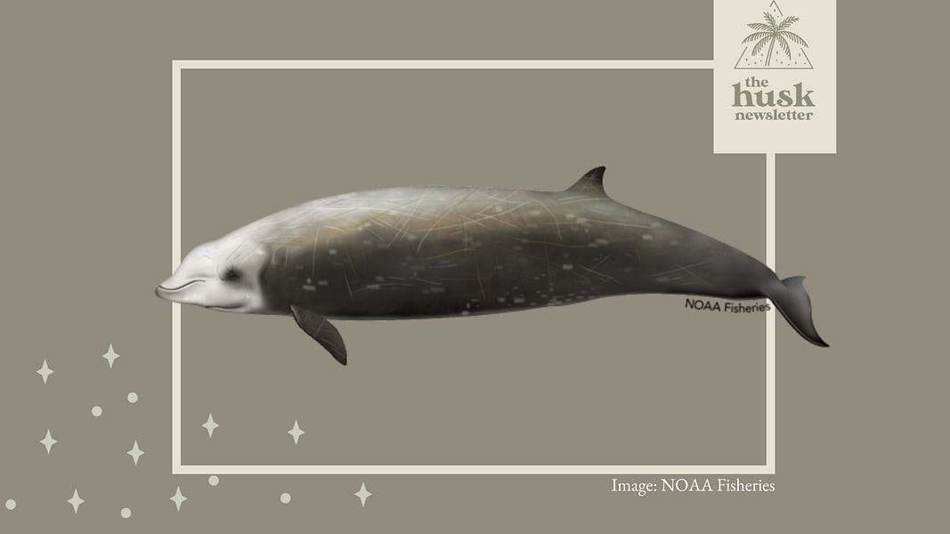 Research into beaked whales and potential sonar impact underway near Guam