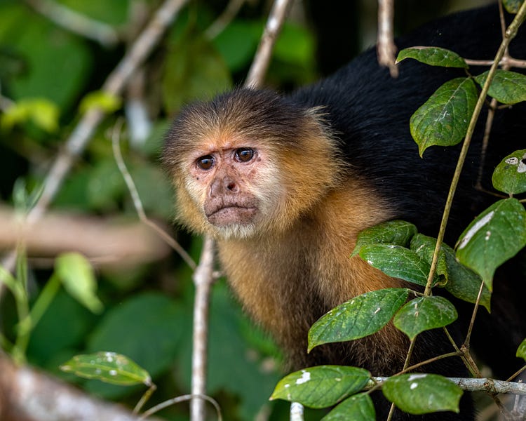 Judgmental monkey judges - by Brad Johnson - Hill Heat