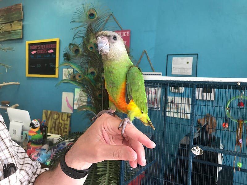 Idjits: Pt. 1 - by Anthony Butterfield - Anthony's Essays