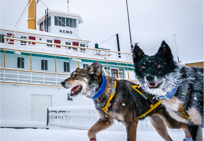 A Brief History of the Yukon Quest - by Helen Hegener