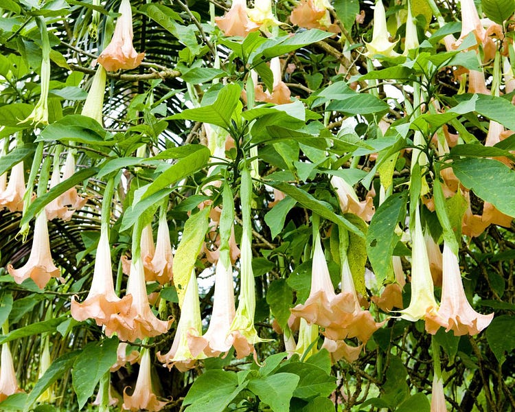 Scopolamine in Colombia - by Jake Nomada 🌎