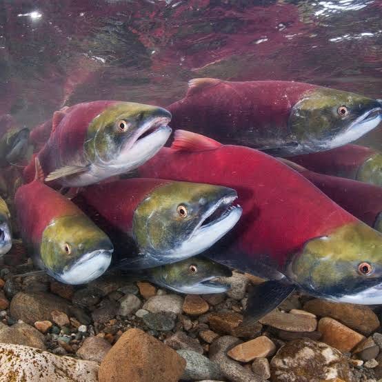 Freshwater population declines by 83 percent since 1970, says a study