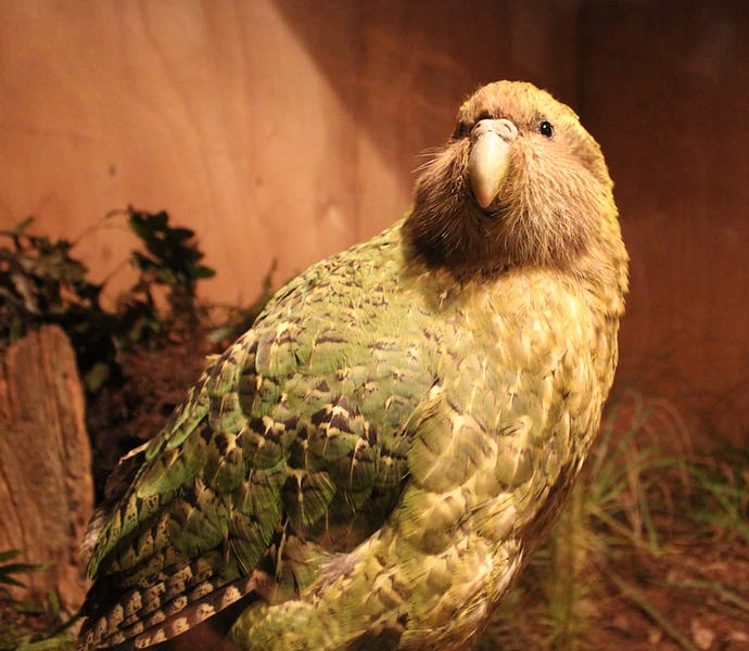 Sad fat parrots, spicy chess, plus Dolly goes bush