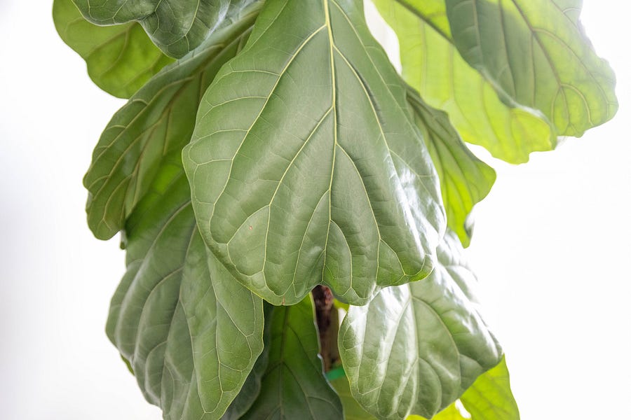 Everyone Doesn’t Deserve a Second Chance